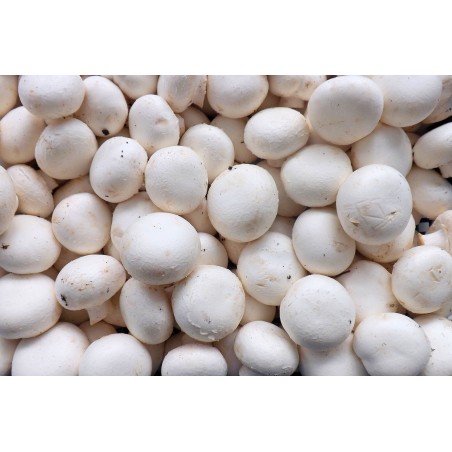 CHAMPIGNON BLANC VRAC 500g