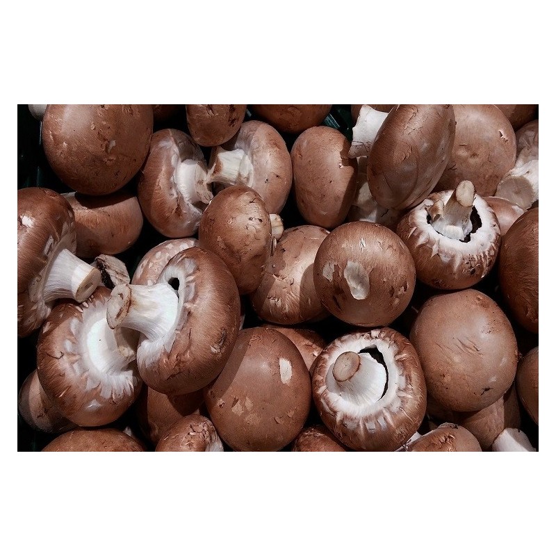 CHAMPIGNON BLOND VRAC 500g