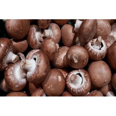 CHAMPIGNON BLOND VRAC 500g